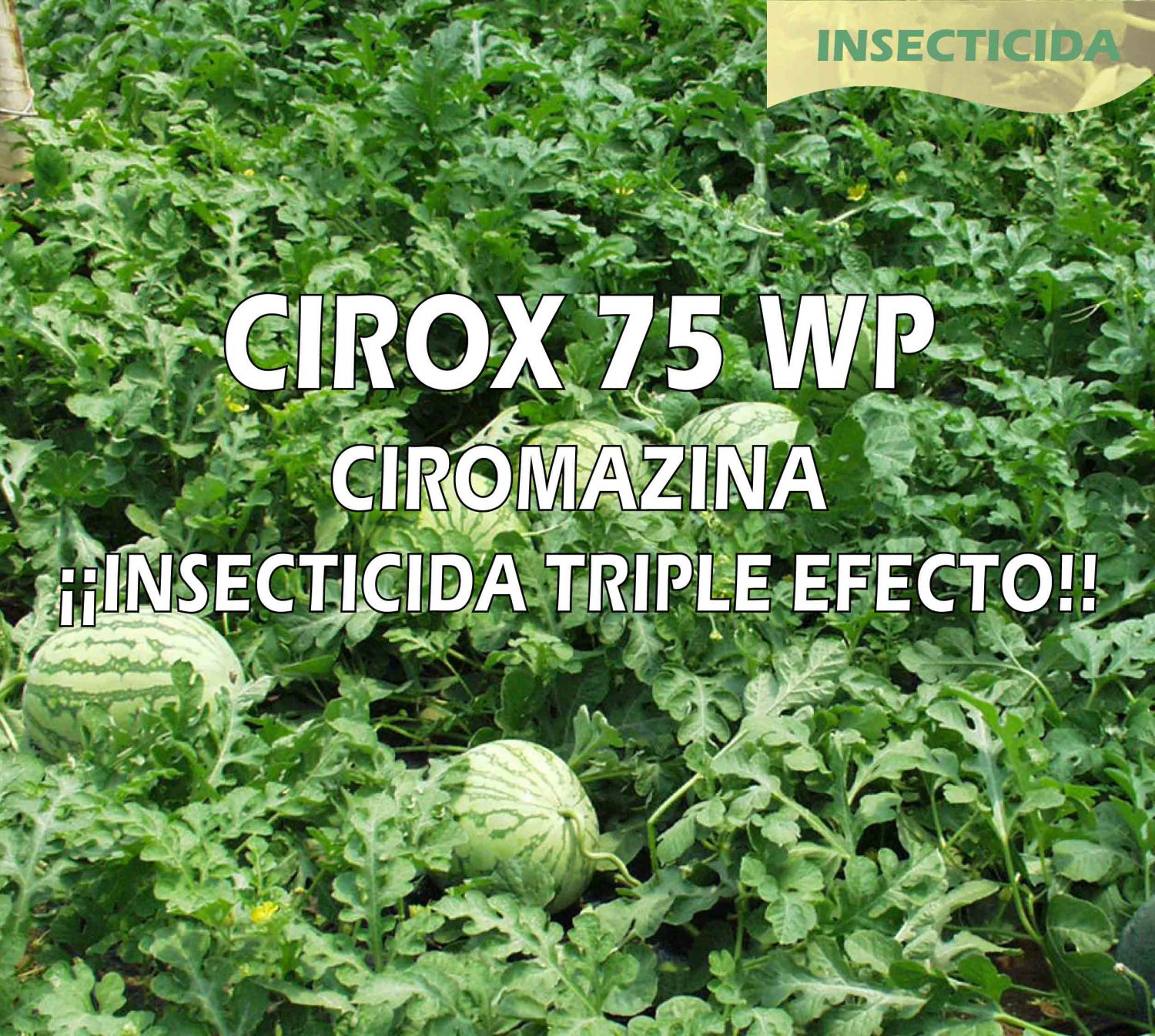 INSECTICIDA CIROX 75 WP (CIROMAZINA) – Guadagro